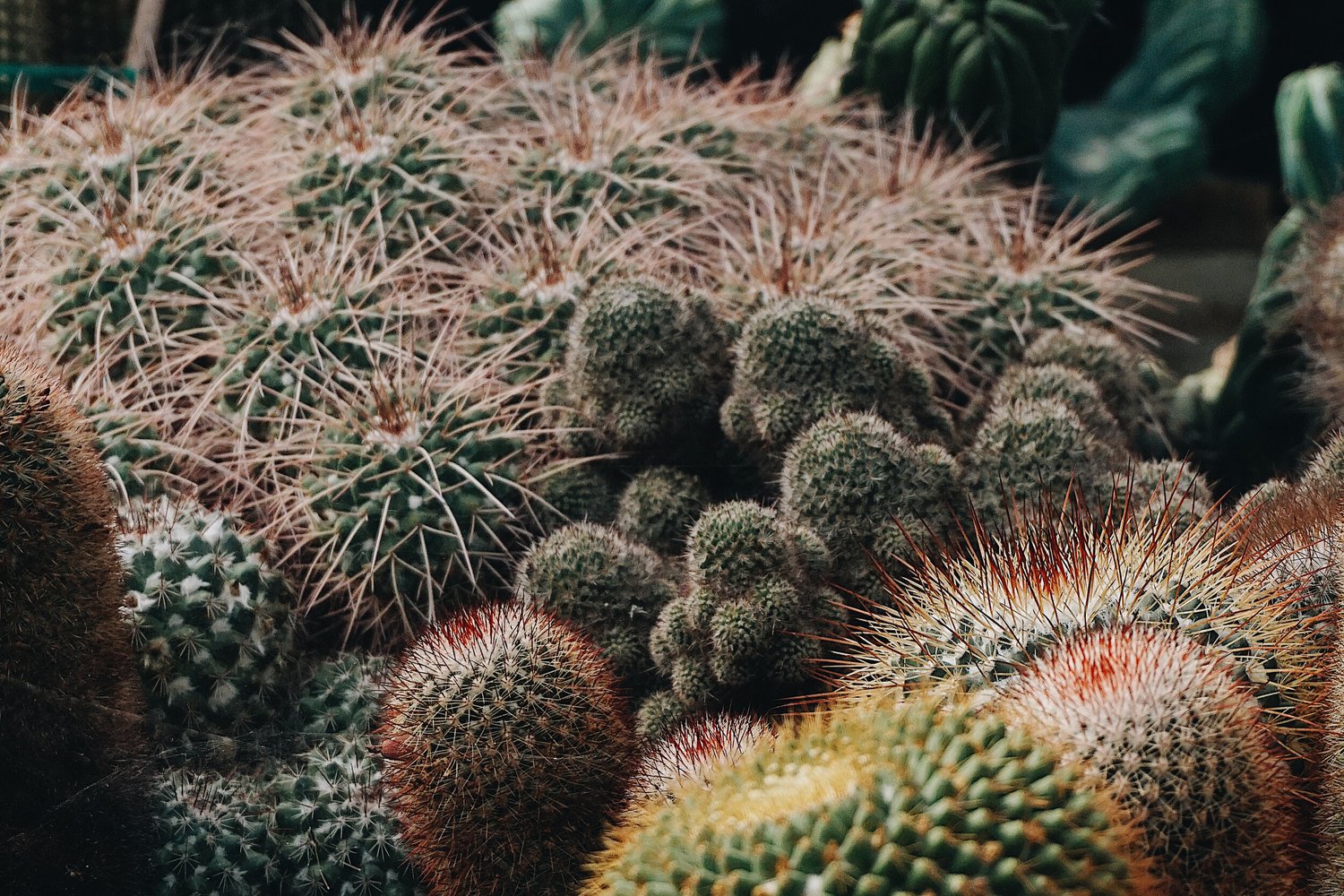 Shop — Poot's Cactus Nursery