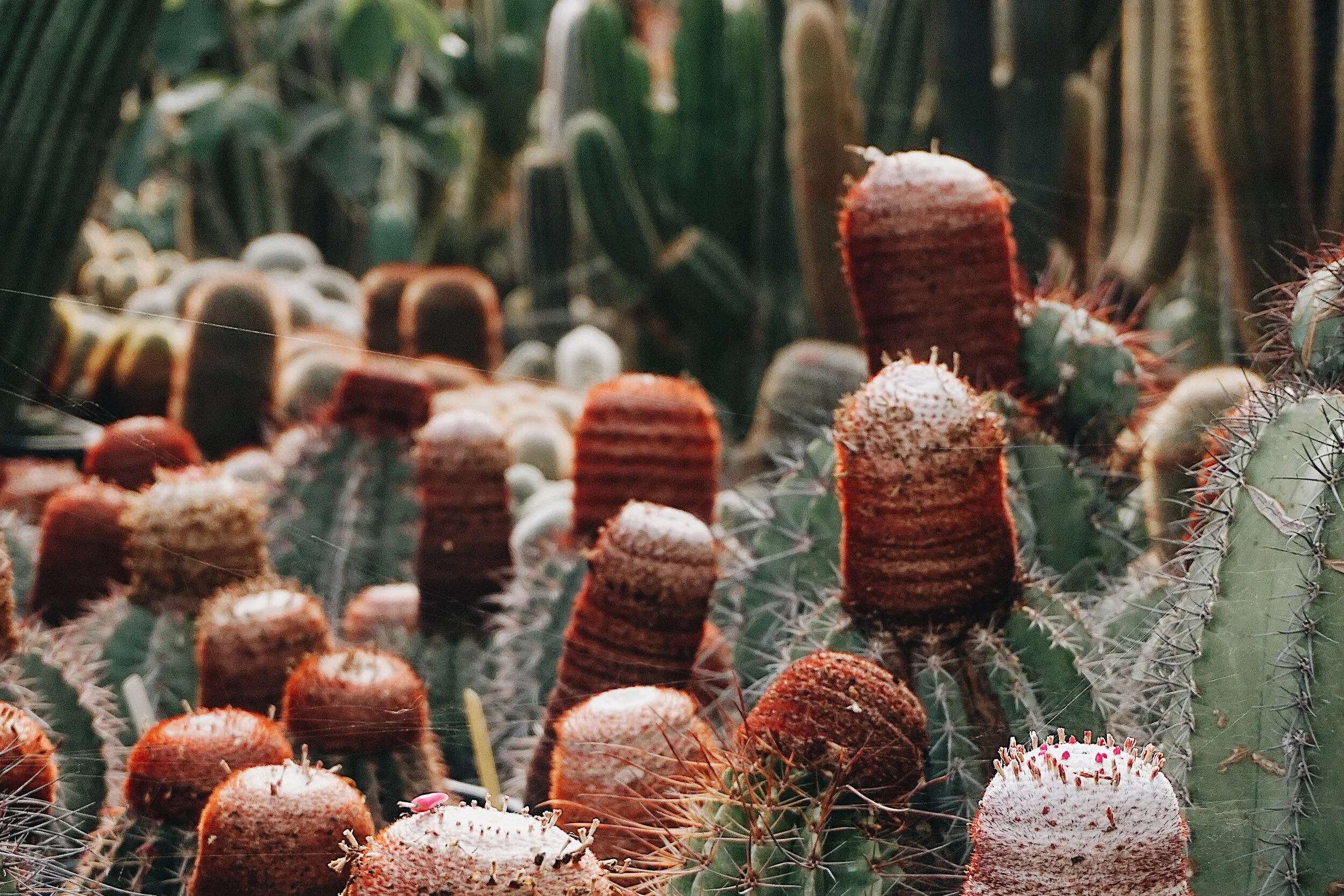 Poot's Cactus Nursery | Explore and Grow Today