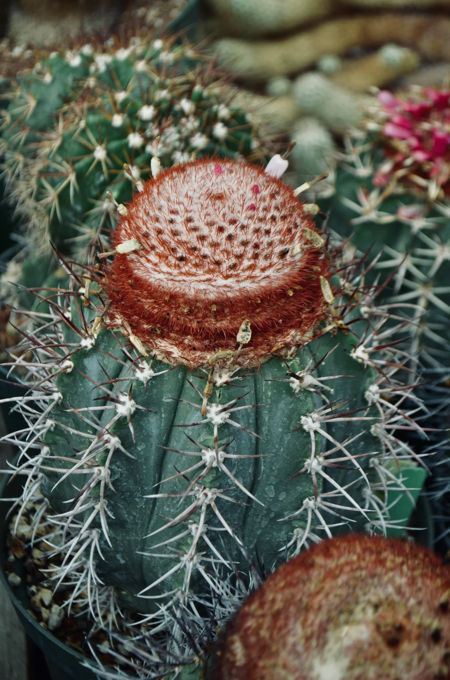 Gallery 3 — Poot's Cactus Nursery
