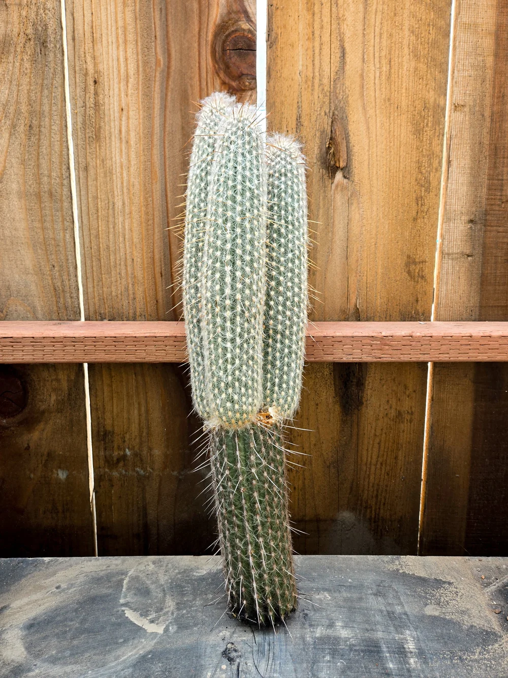 Shop — Poot's Cactus Nursery