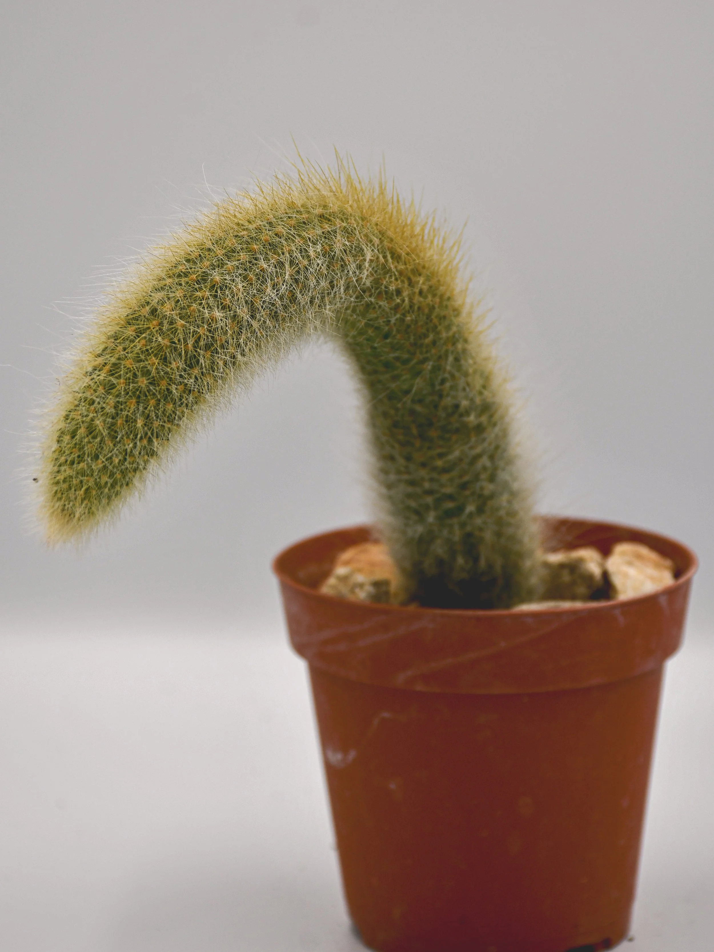 Poot's Cactus Nursery | Explore and Grow Today