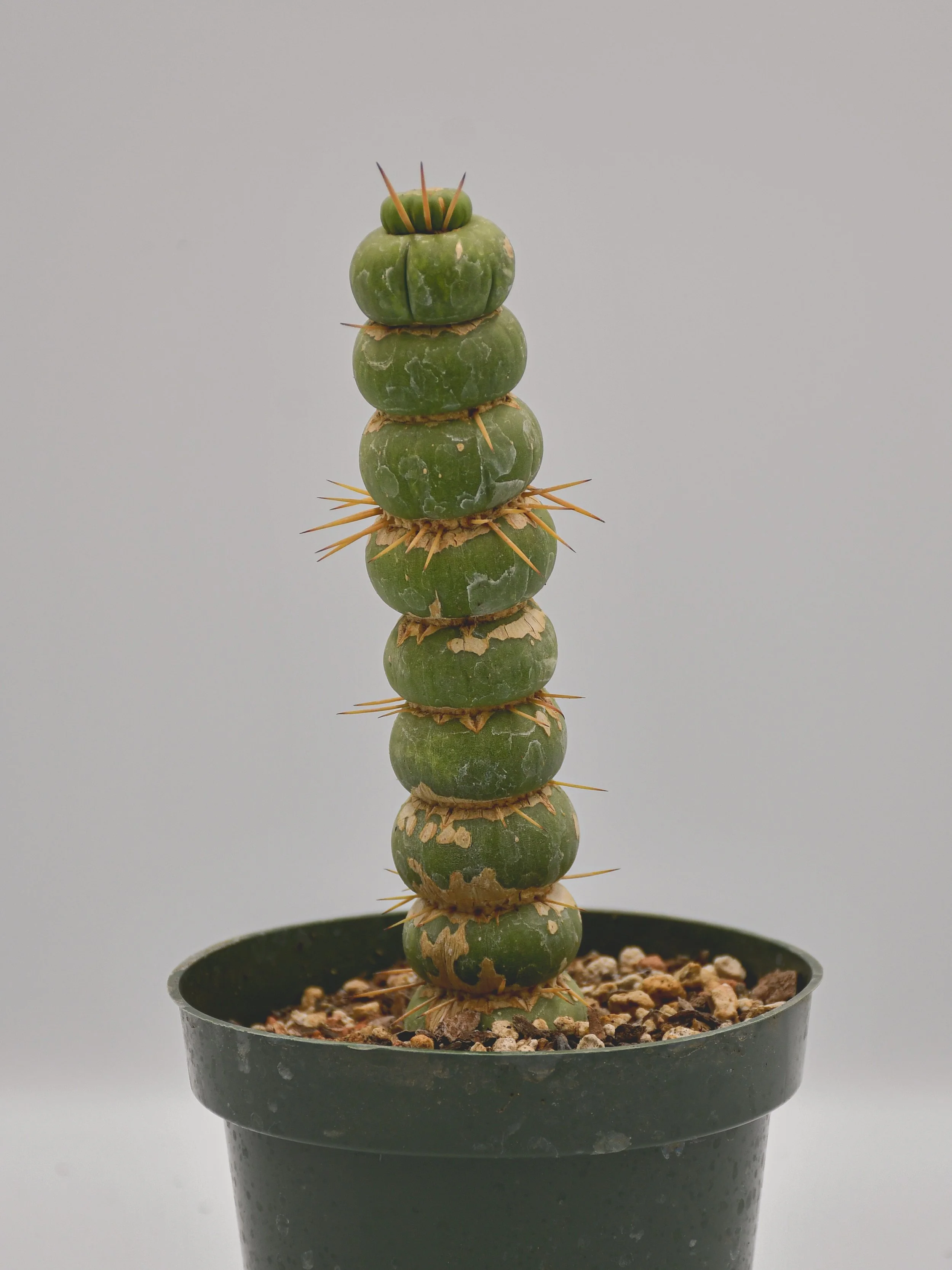 Poot's Cactus Nursery | Explore and Grow Today