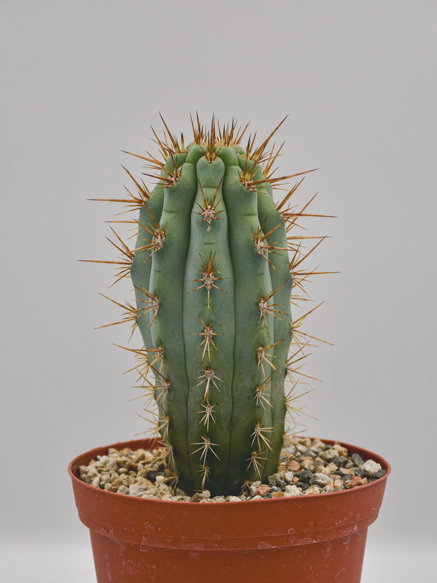 Poot's Cactus Nursery | Explore and Grow Today
