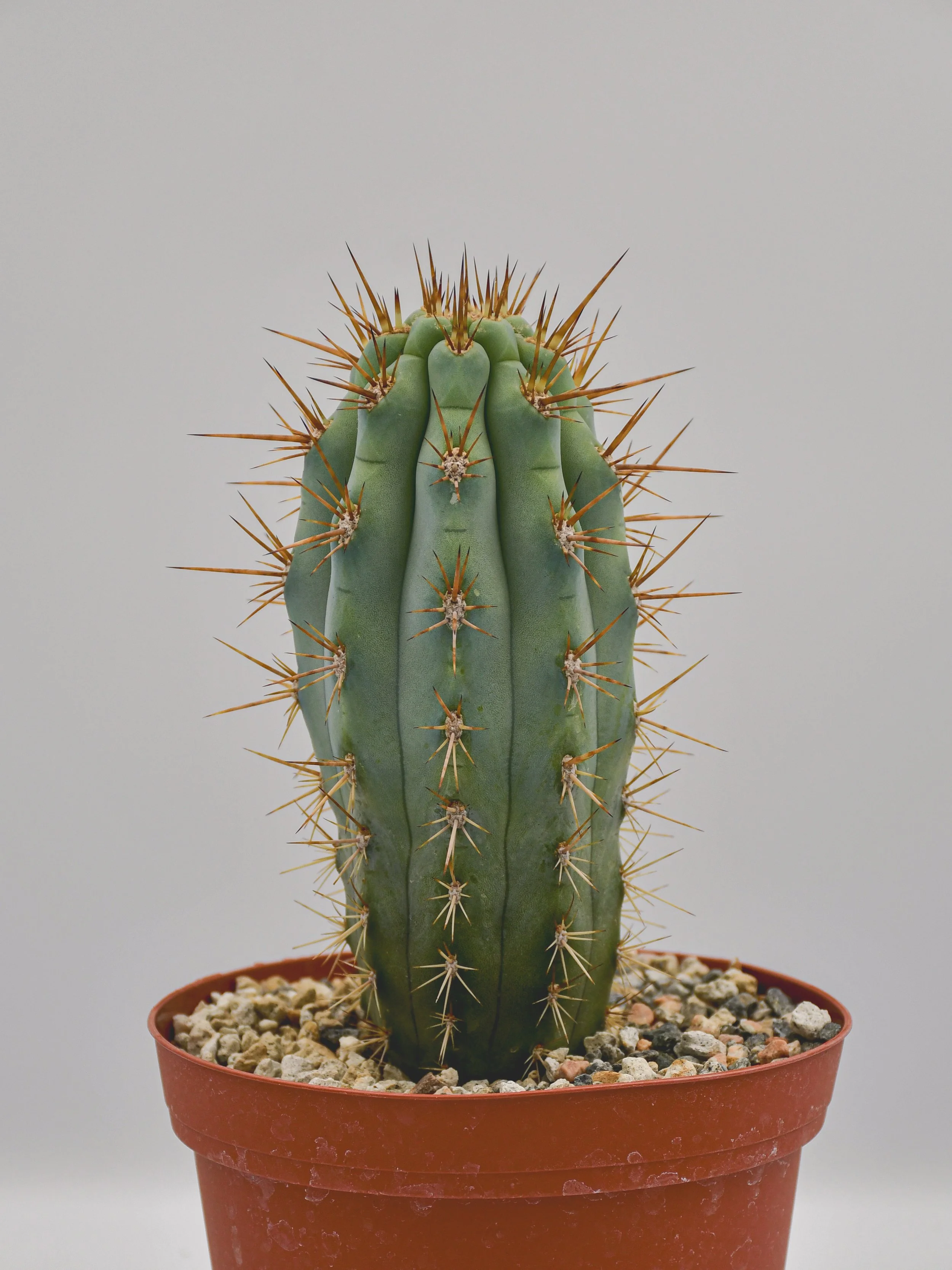 Poot's Cactus Nursery | Explore and Grow Today