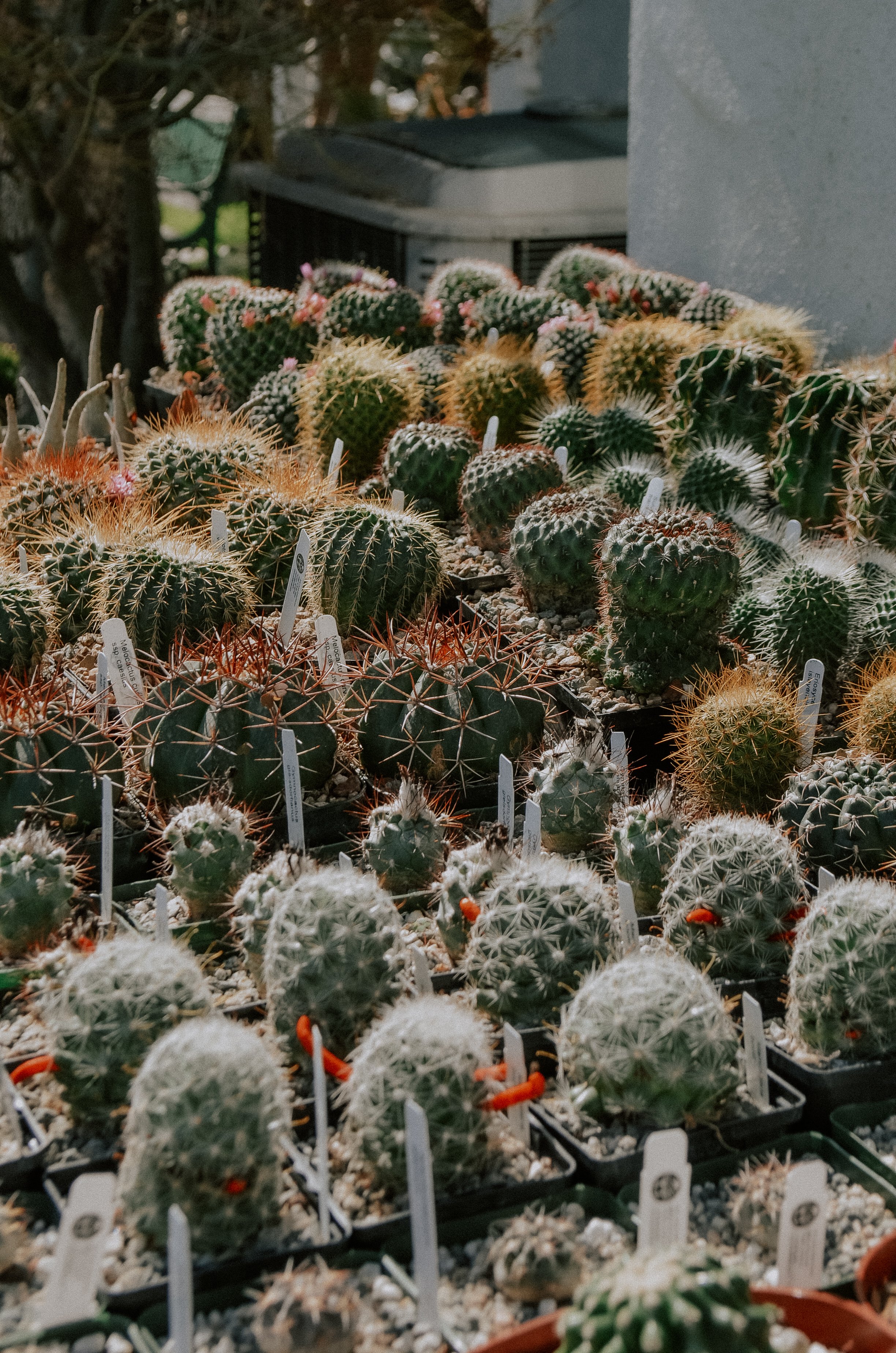 Poot's Cactus Nursery | Explore and Grow Today