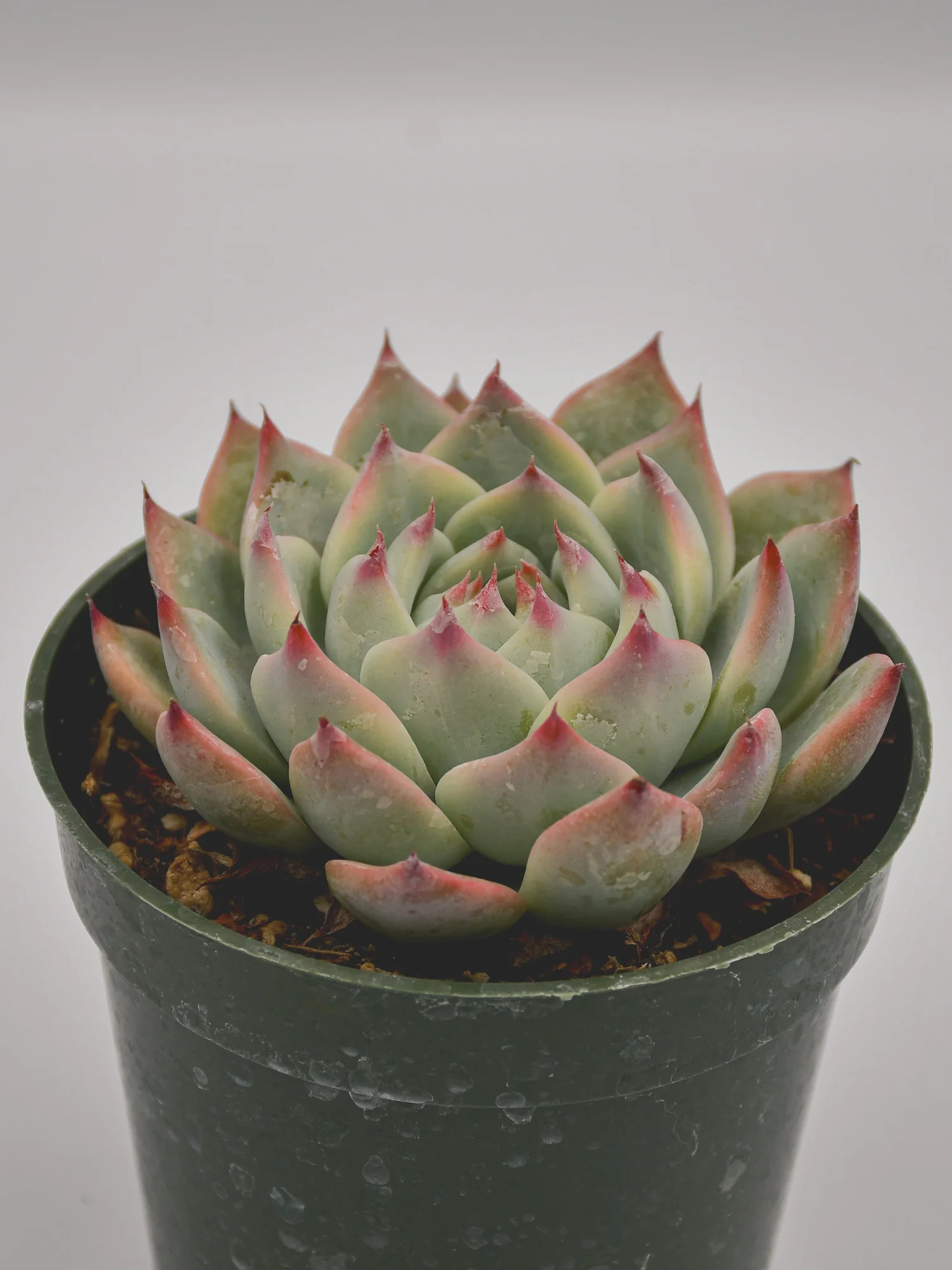 Poot's Cactus Nursery | Explore and Grow Today
