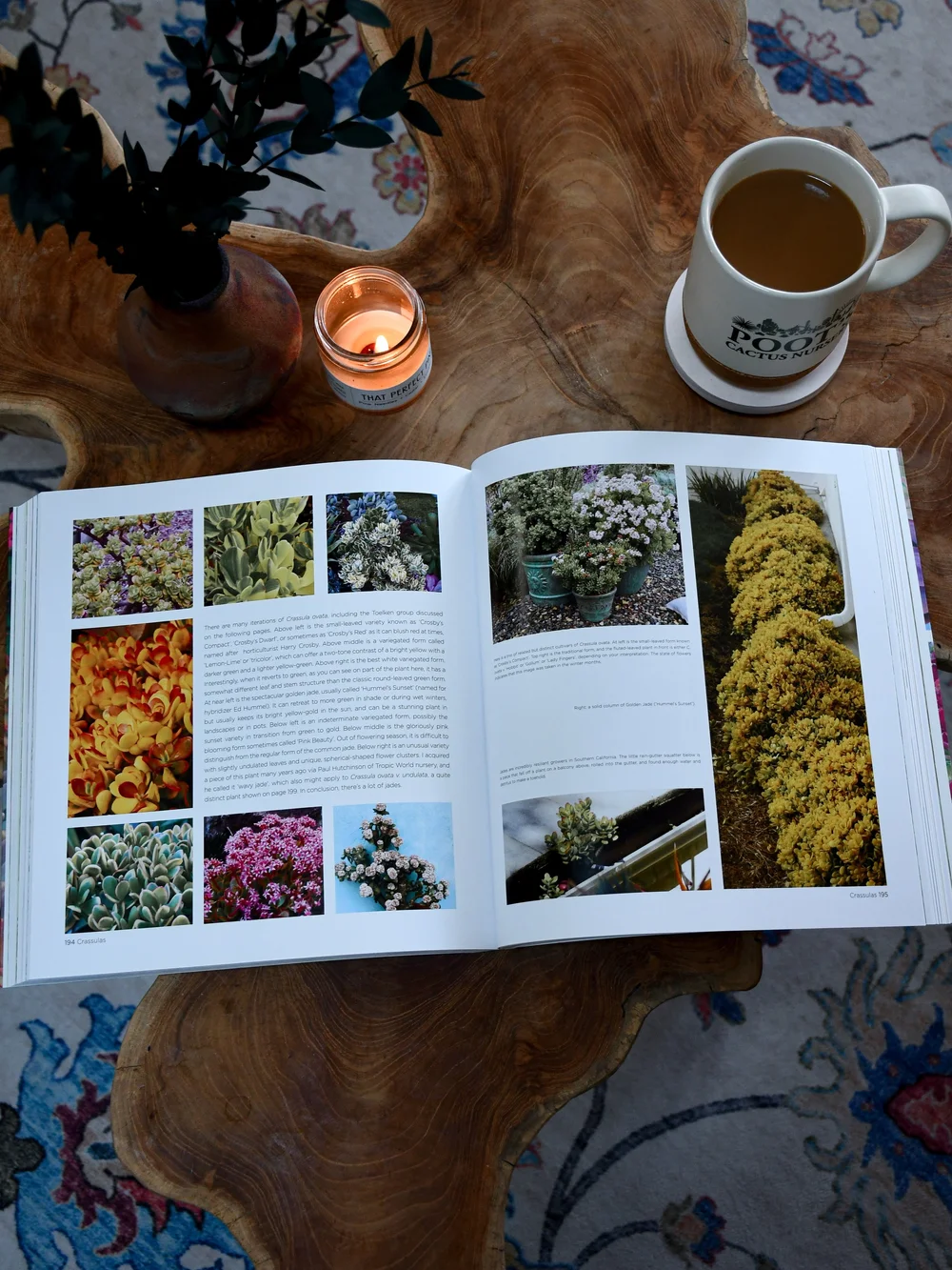 Shop — Poot's Cactus Nursery
