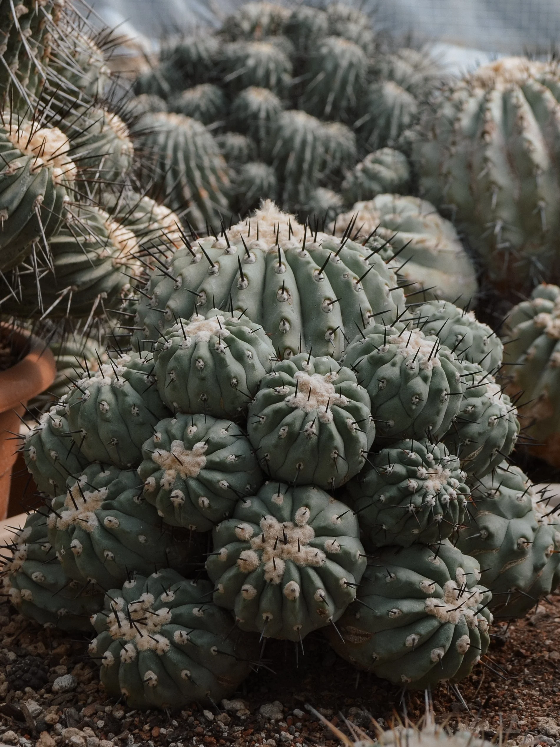 Poot's Cactus Nursery