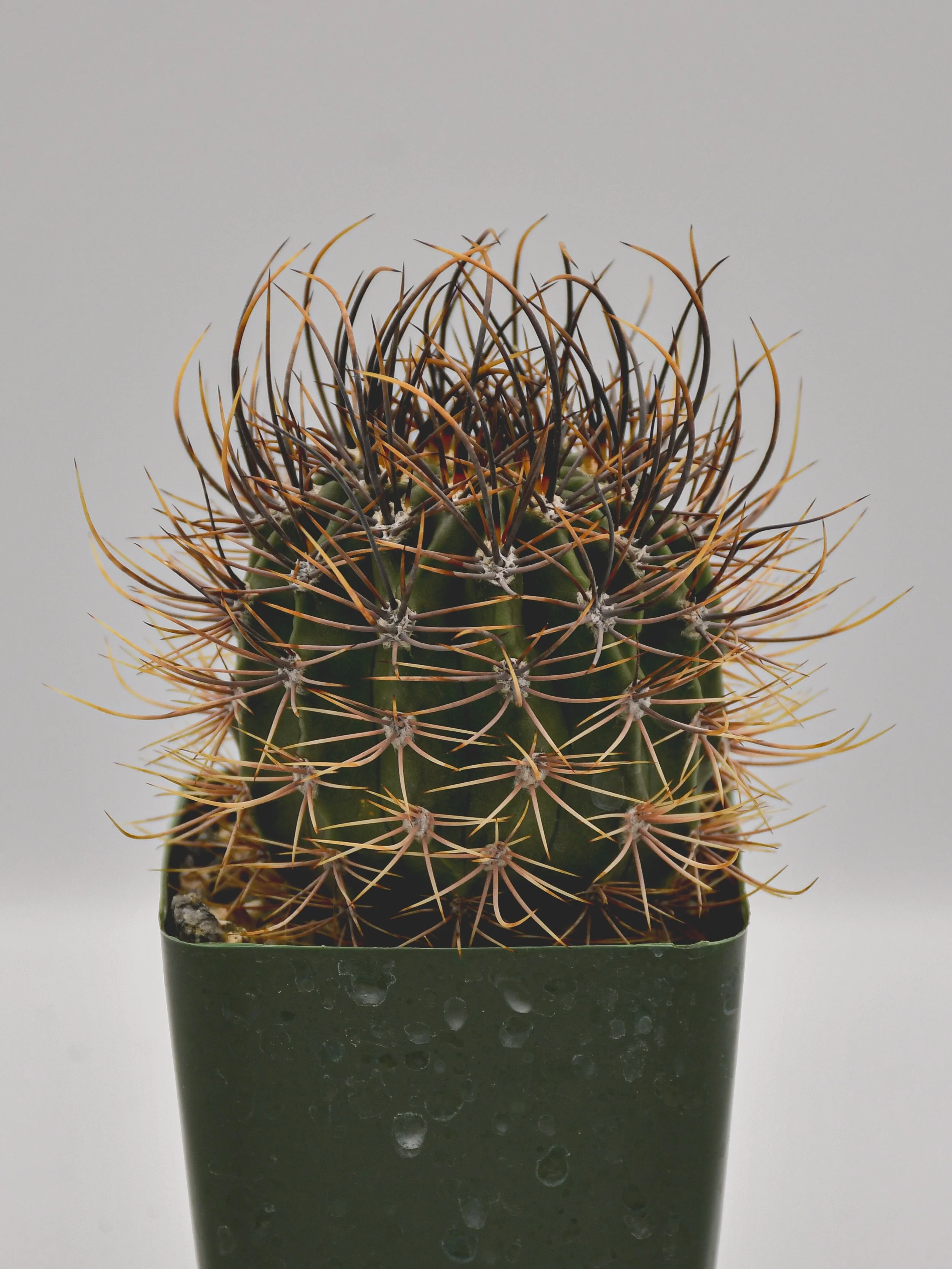 Poot's Cactus Nursery | Explore and Grow Today