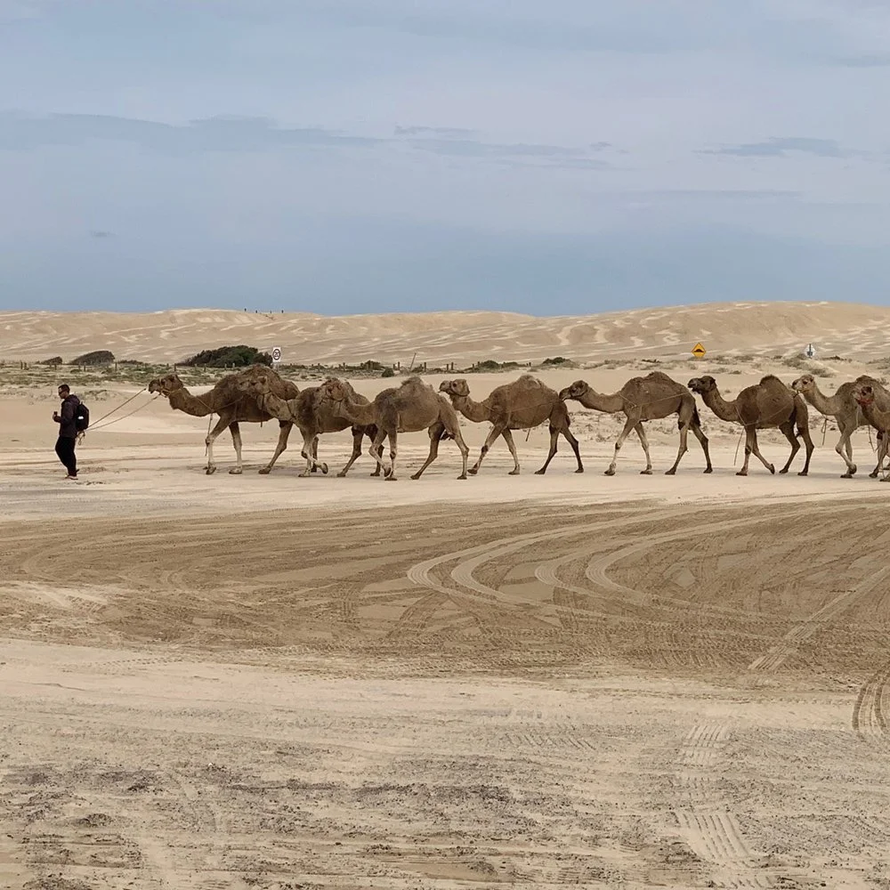 Tours — Southern Star Tours