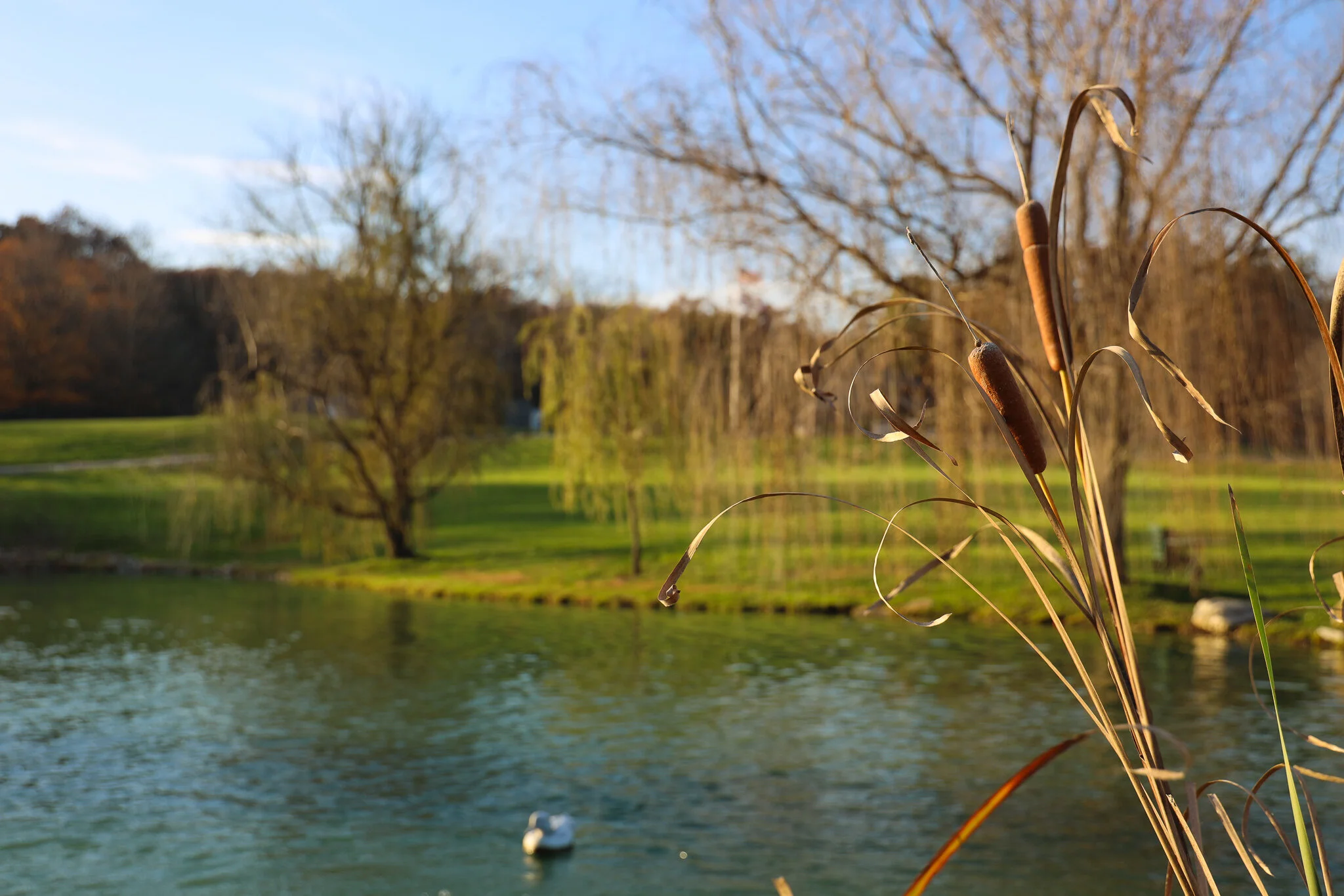 Gallery 3 — Willow Tree Farms
