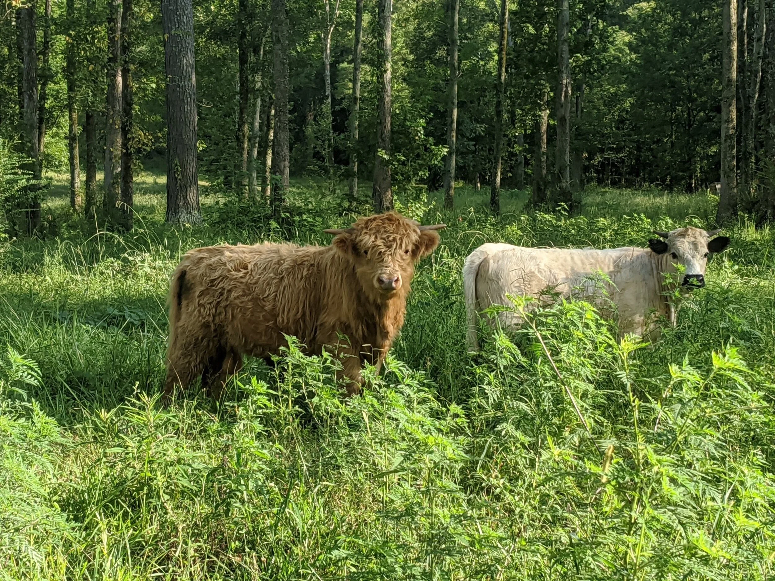 Gallery 3 — Willow Tree Farms