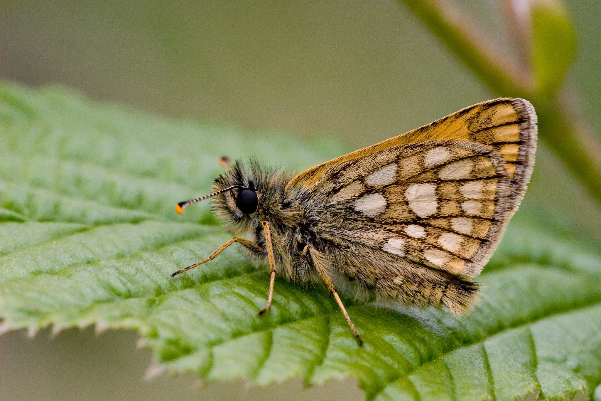 The wildlife of Scotland's rainforest — Alliance for Scotland’s Rainforest