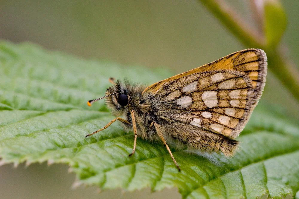The wildlife of Scotland's rainforest — Alliance for Scotland’s Rainforest