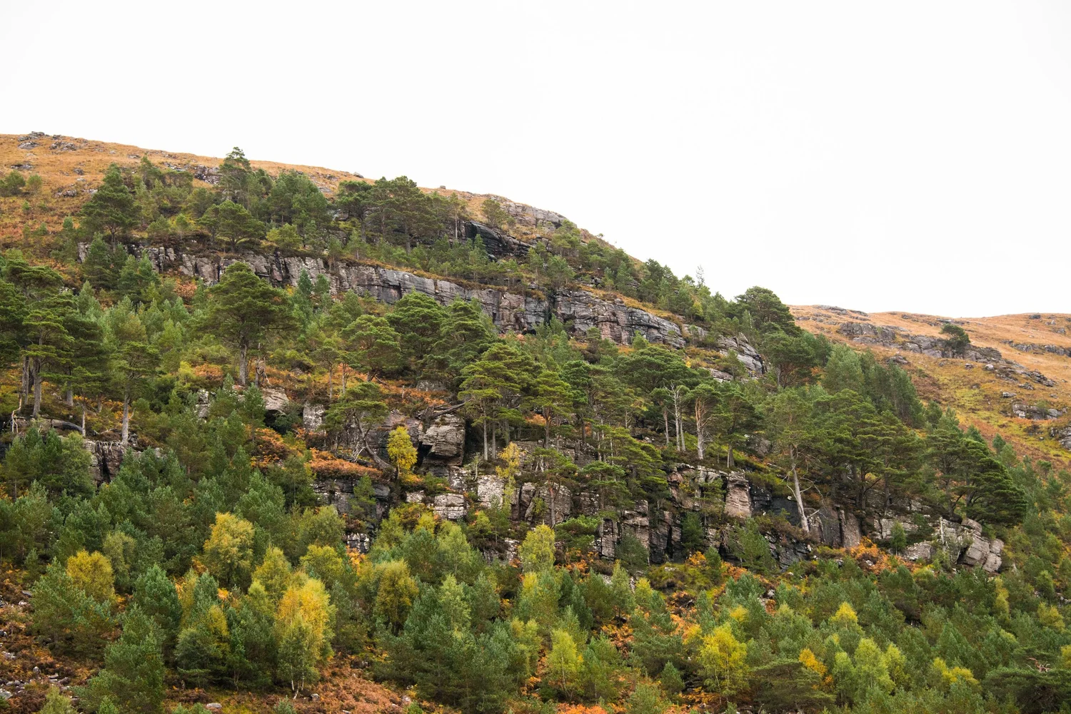 The beautiful birch tree — Alliance for Scotland’s Rainforest