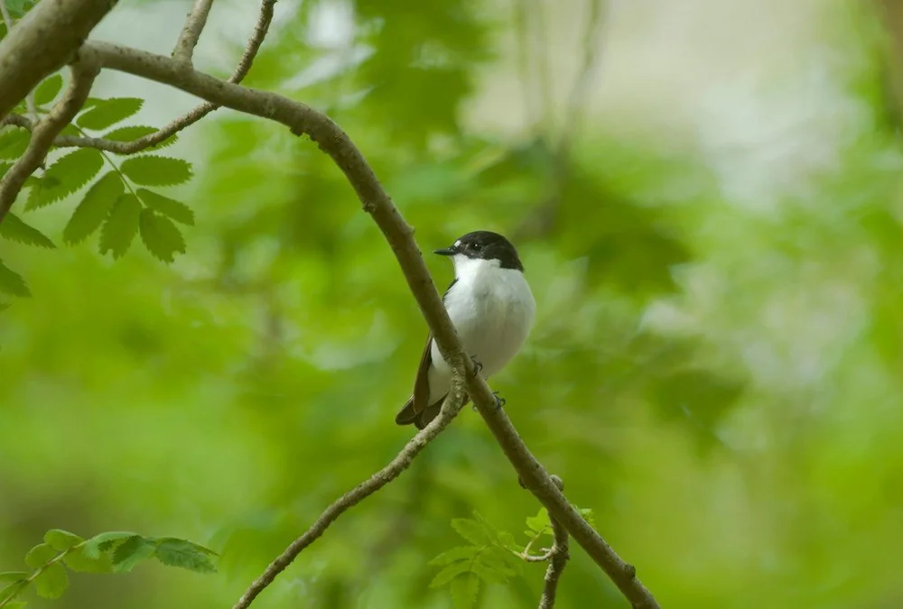 The birds of Scotland's rainforest — Alliance for Scotland’s Rainforest