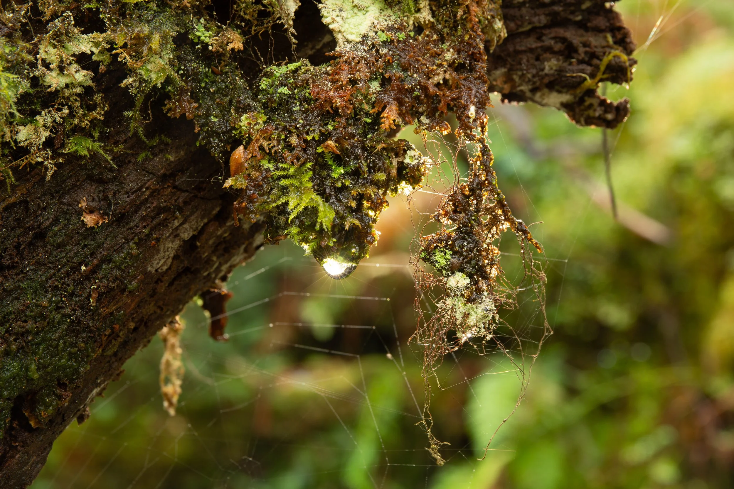 Identification Guides — Alliance for Scotland’s Rainforest