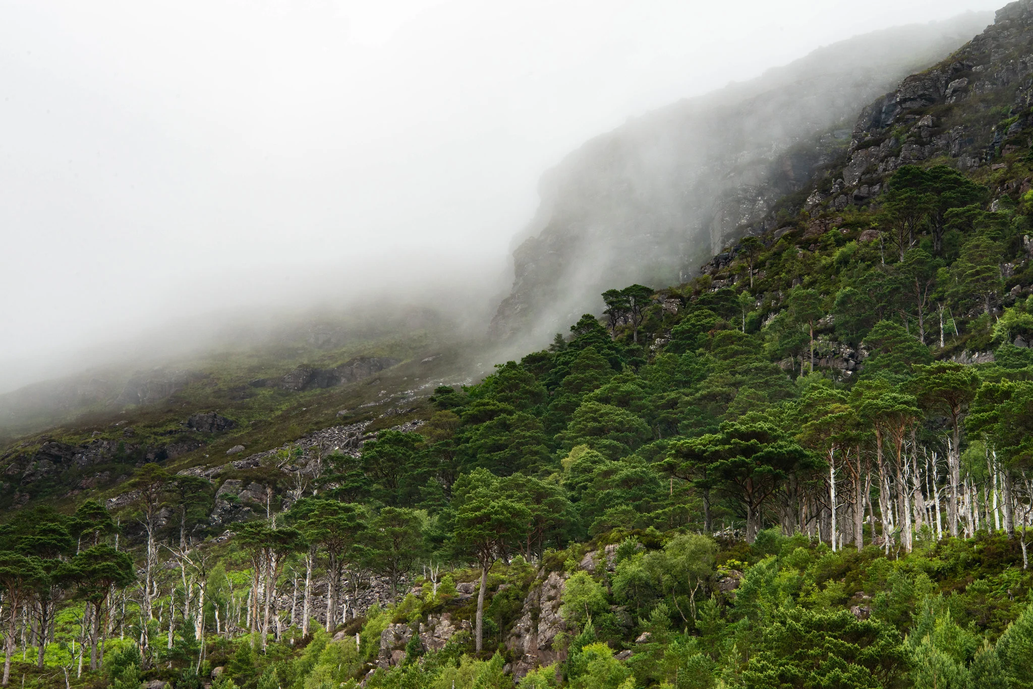 Priority projects — Alliance for Scotland’s Rainforest