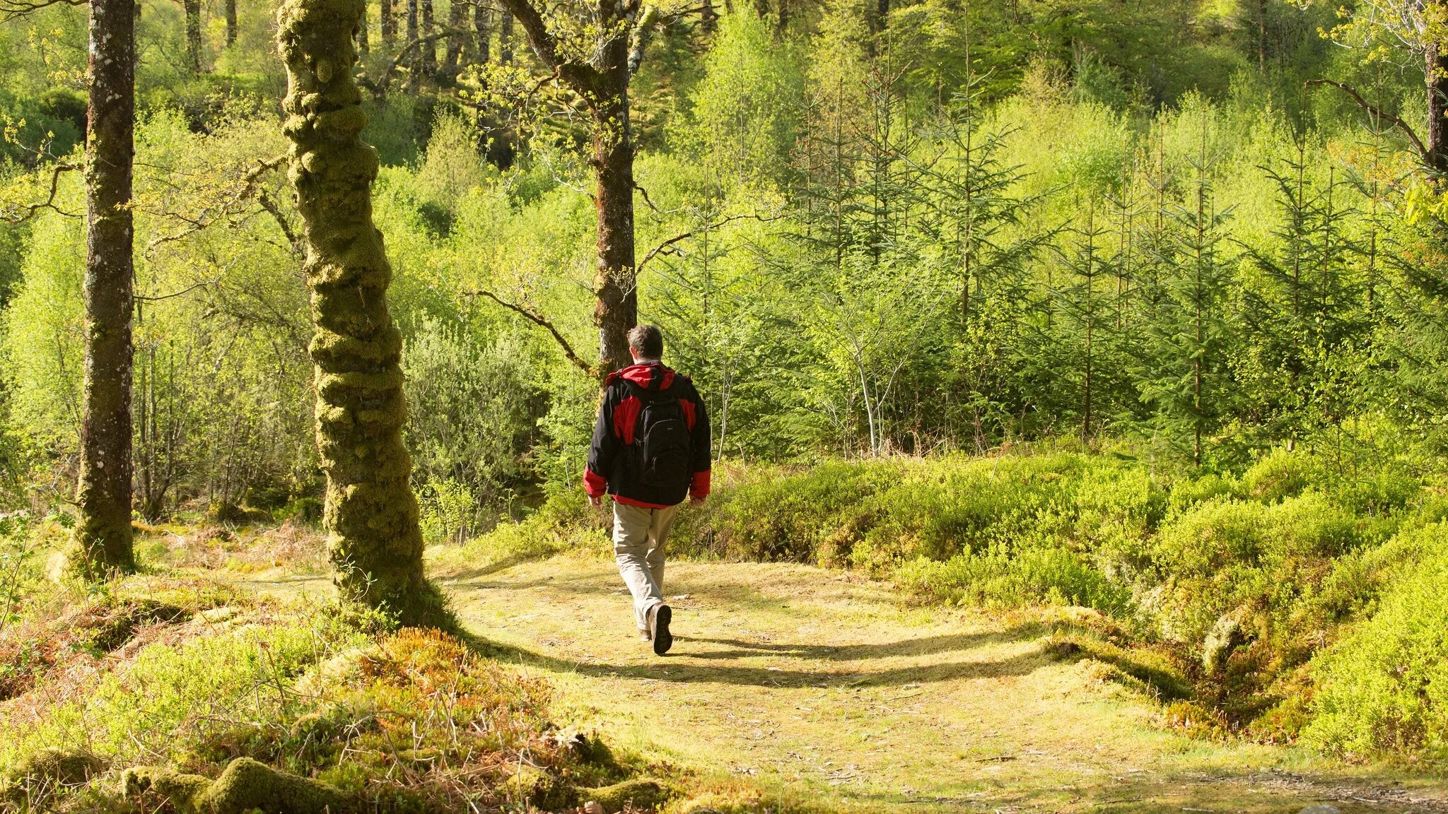 Top places to visit in Scotland's rainforest — Alliance for Scotland’s ...