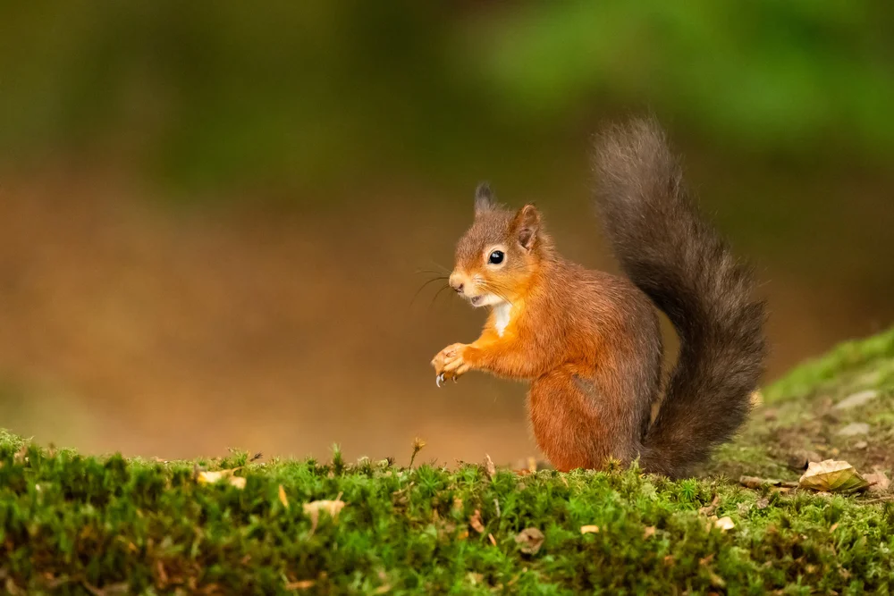 The mammals of Scotland's rainforest — Alliance for Scotland’s Rainforest