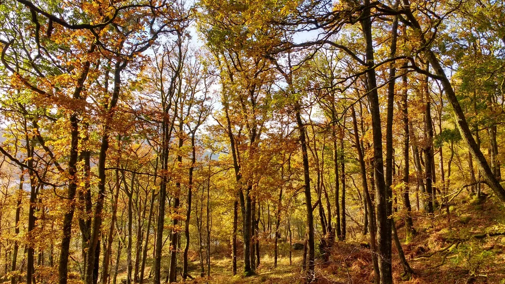 Seasonal wildlife spots — Alliance for Scotland’s Rainforest