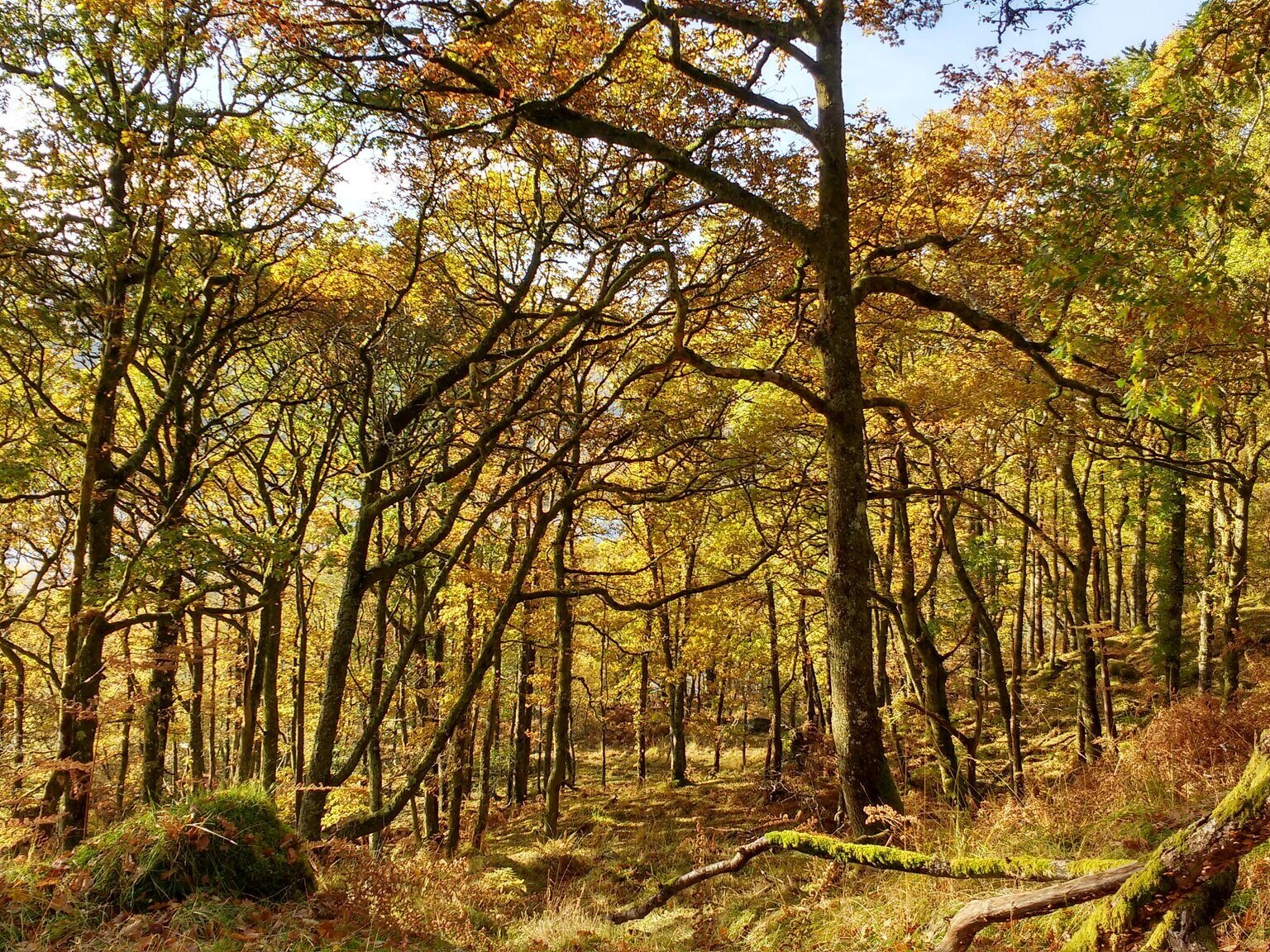 Introduction — Alliance for Scotland’s Rainforest