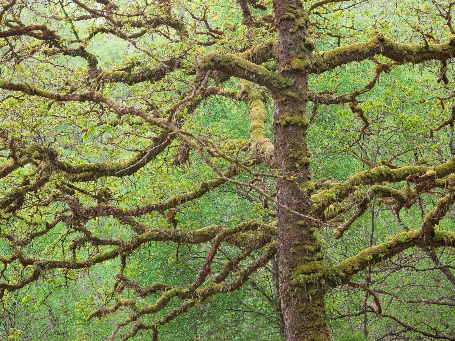 Introduction — Alliance for Scotland’s Rainforest