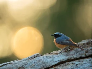 Top places to visit in Scotland's rainforest — Alliance for Scotland’s ...