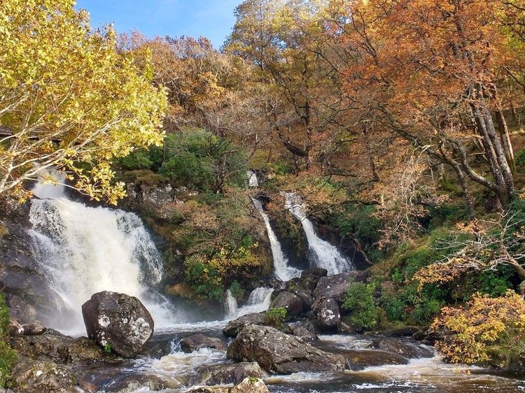 Top places to visit in Scotland's rainforest — Alliance for Scotland’s Rainforest