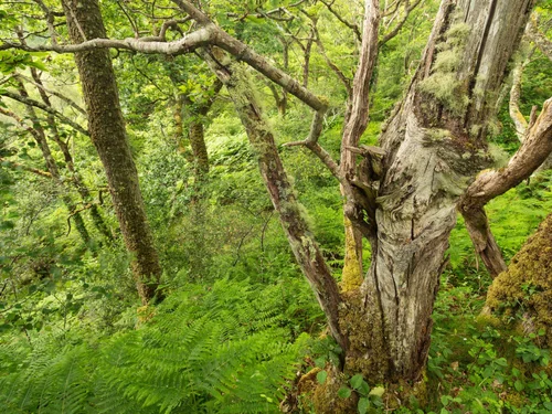 Top places to visit in Scotland's rainforest — Alliance for Scotland’s ...