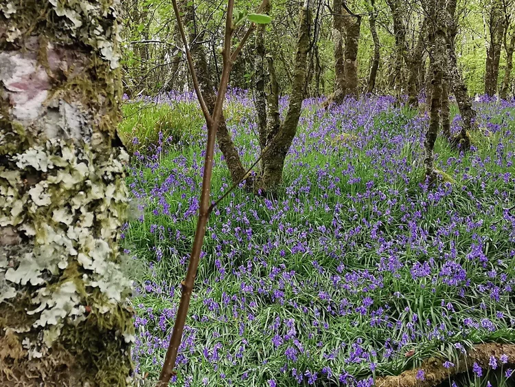Top places to visit in Scotland's rainforest — Alliance for Scotland’s ...