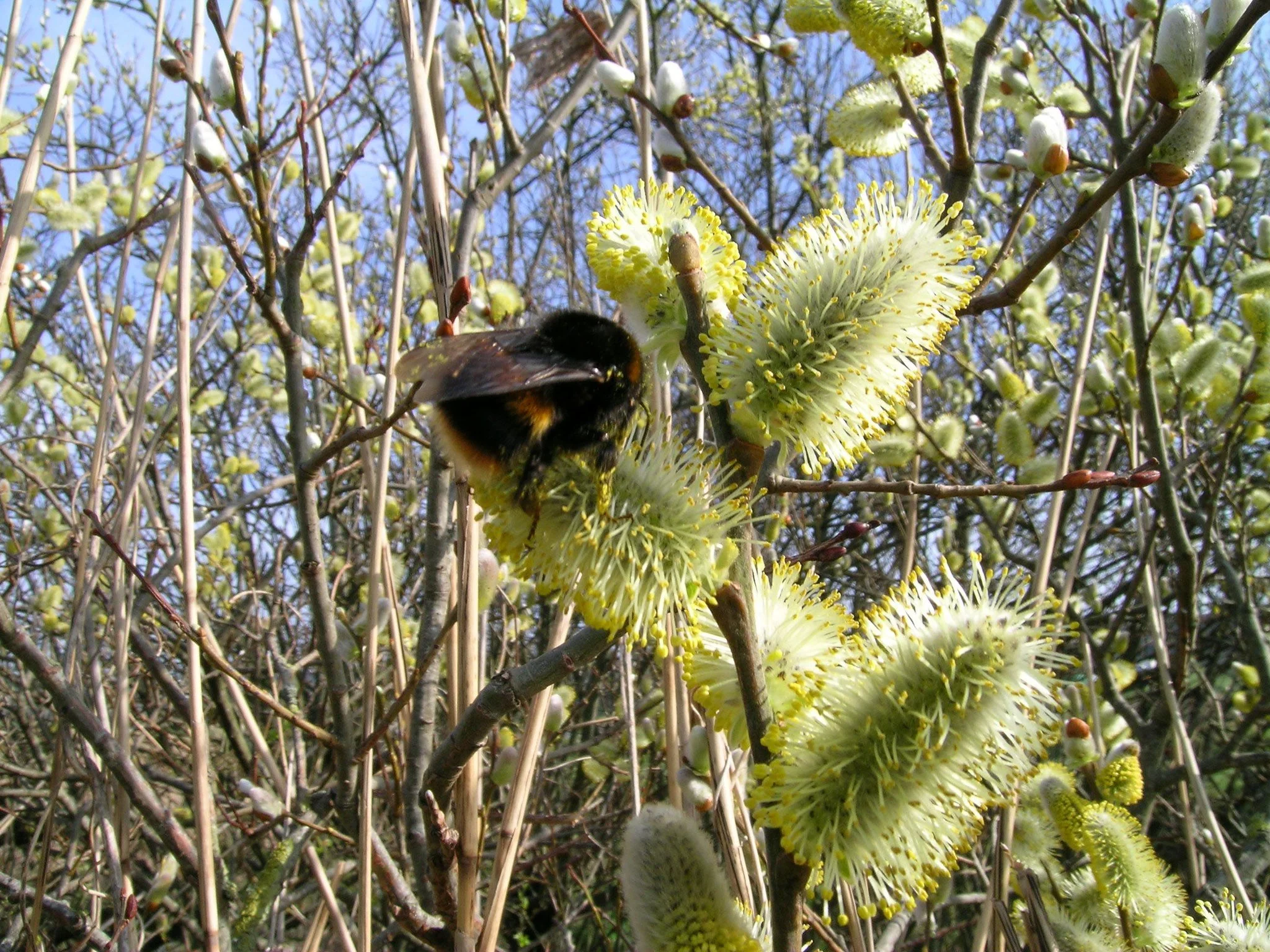 The goat willow — Alliance for Scotland’s Rainforest