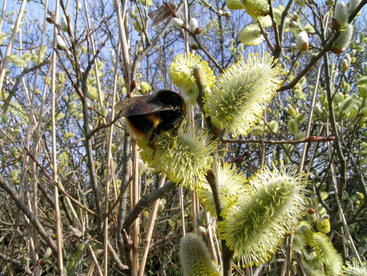 The goat willow — Alliance for Scotland’s Rainforest