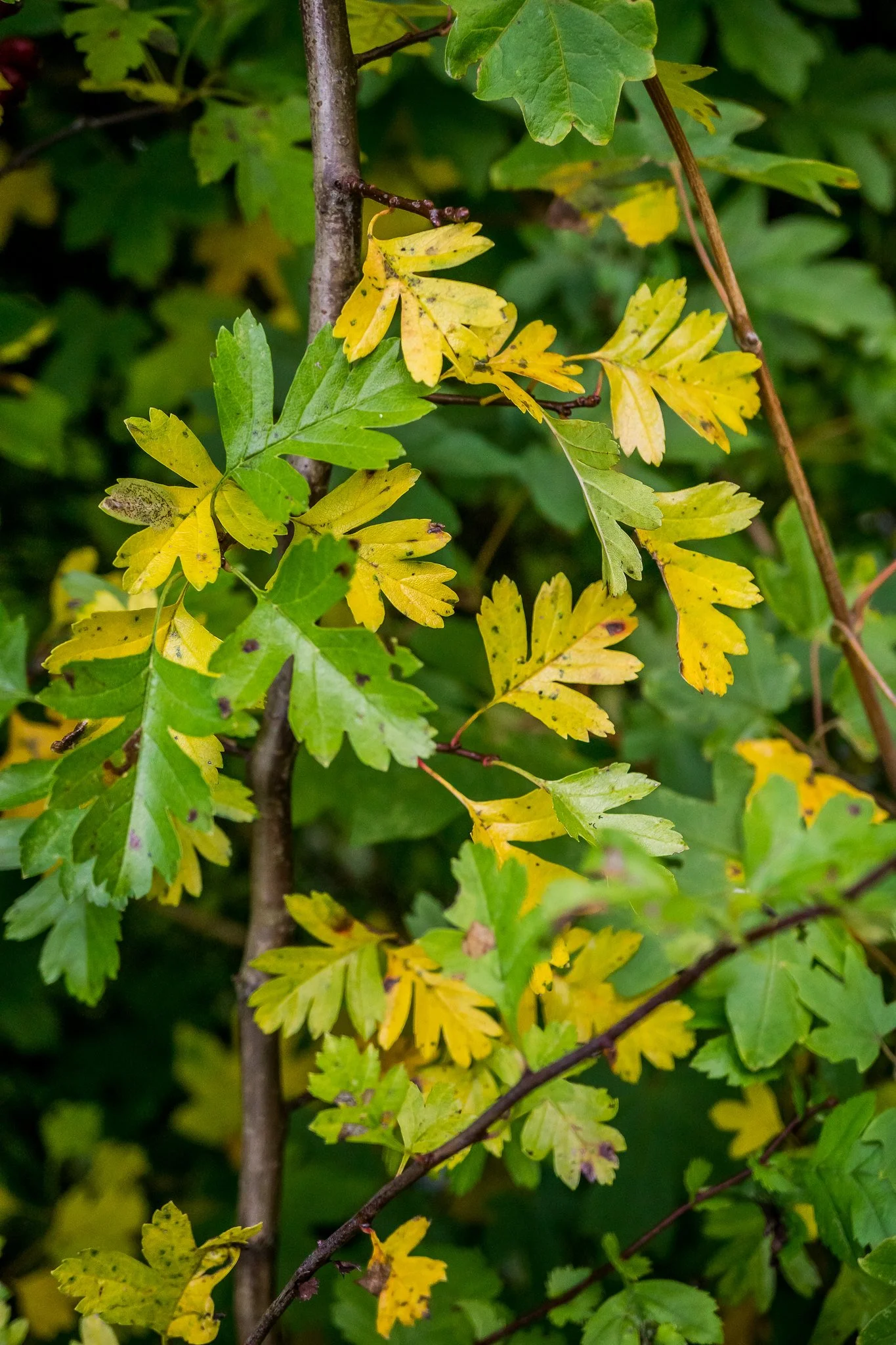 The trees of Scotland's Rainforest — Alliance for Scotland’s Rainforest