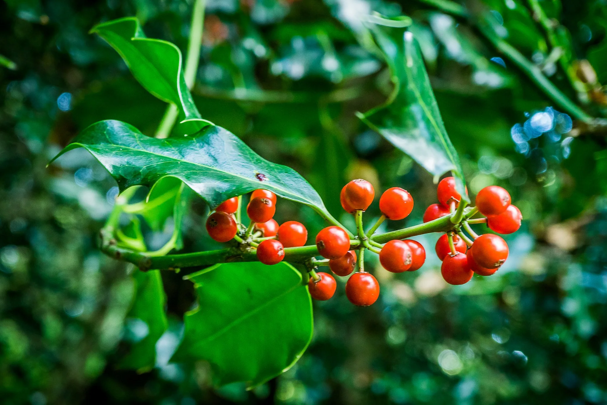 The trees of Scotland's Rainforest — Alliance for Scotland’s Rainforest