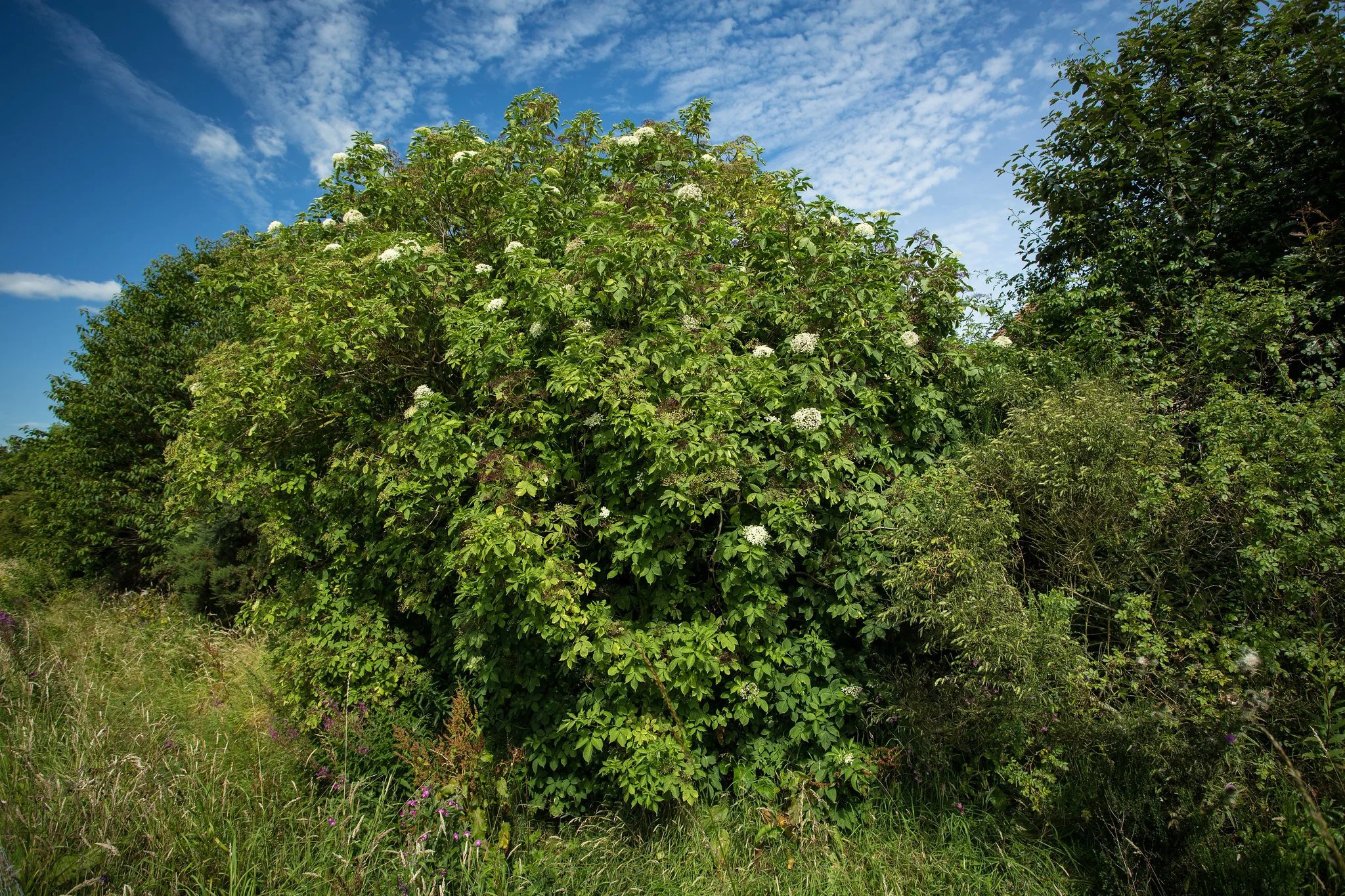 The trees of Scotland's Rainforest — Alliance for Scotland’s Rainforest