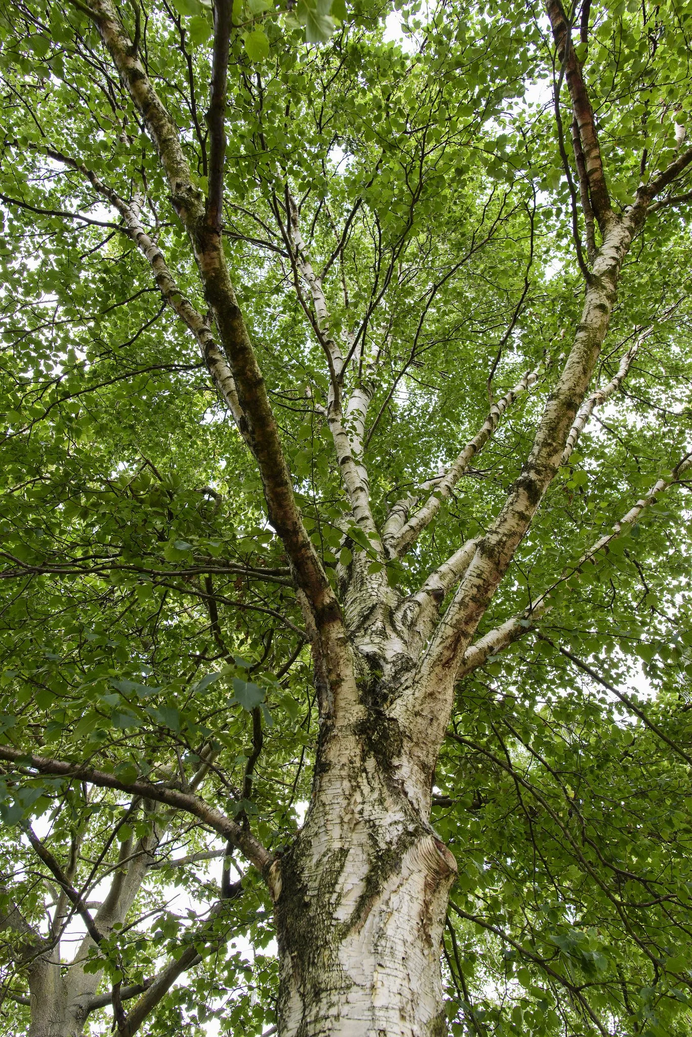 The beautiful birch tree — Alliance for Scotland’s Rainforest