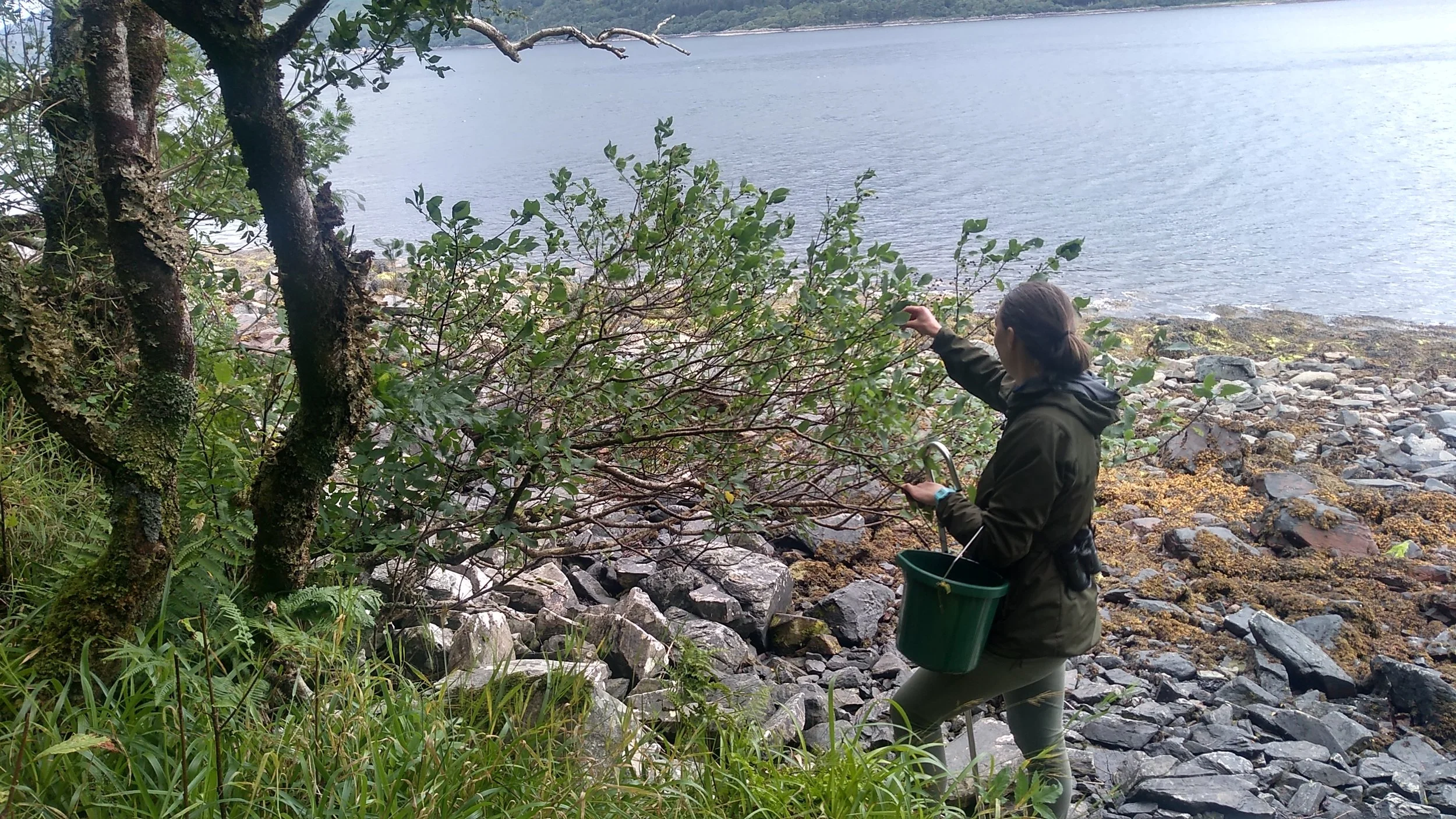 Saving Morvern's Rainforest — Alliance for Scotland’s Rainforest