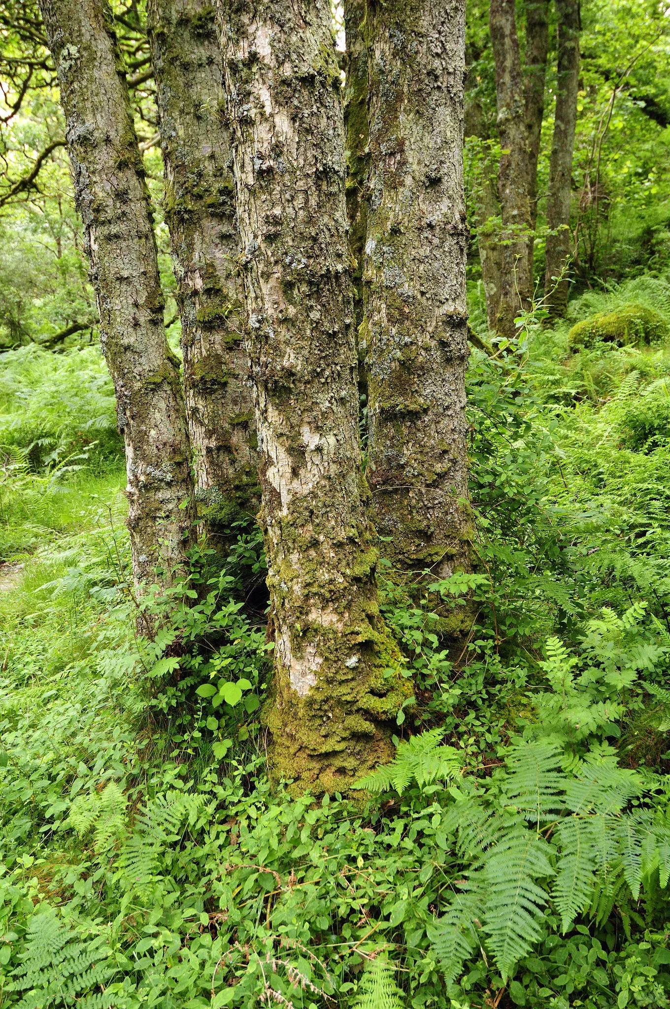 Top five historic uses for Scotland's rainforest — Alliance for ...