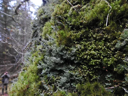 Rainforest oak survivor up for Tree of the Year final — Alliance for ...