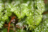 The ferns of Scotland's rainforest — Alliance for Scotland’s Rainforest