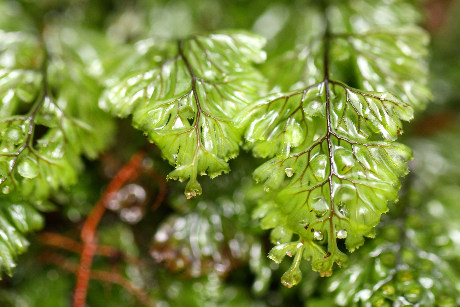 The ferns of Scotland's rainforest — Alliance for Scotland’s Rainforest