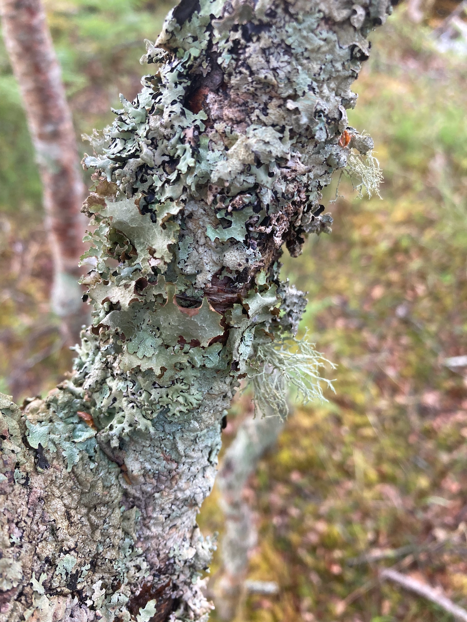 The beautiful birch tree — Alliance for Scotland’s Rainforest