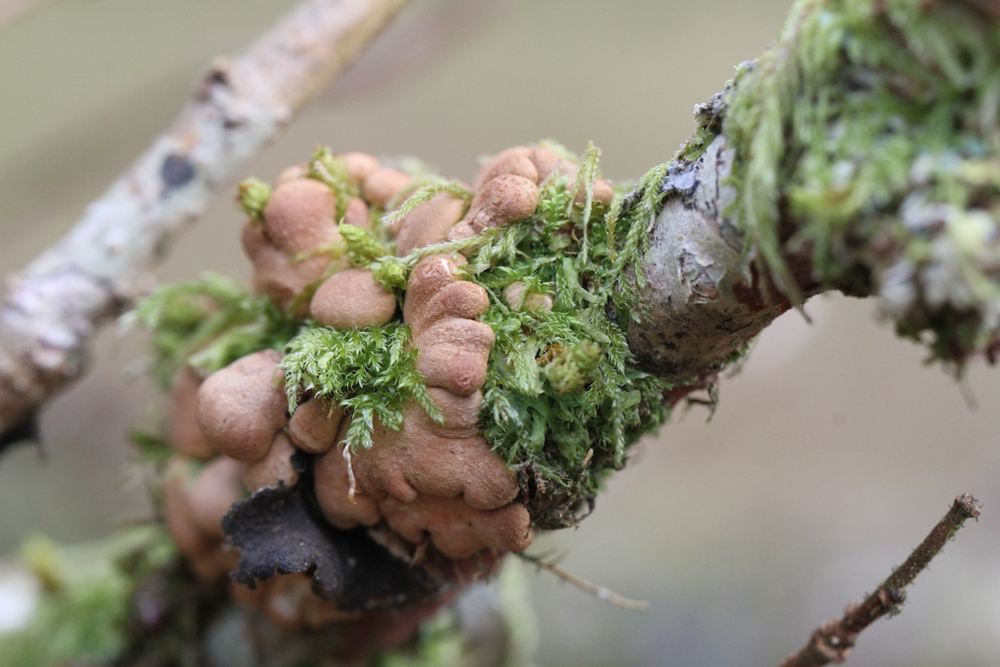 The lichens and fungi of Scotland's rainforest — Alliance for Scotland ...