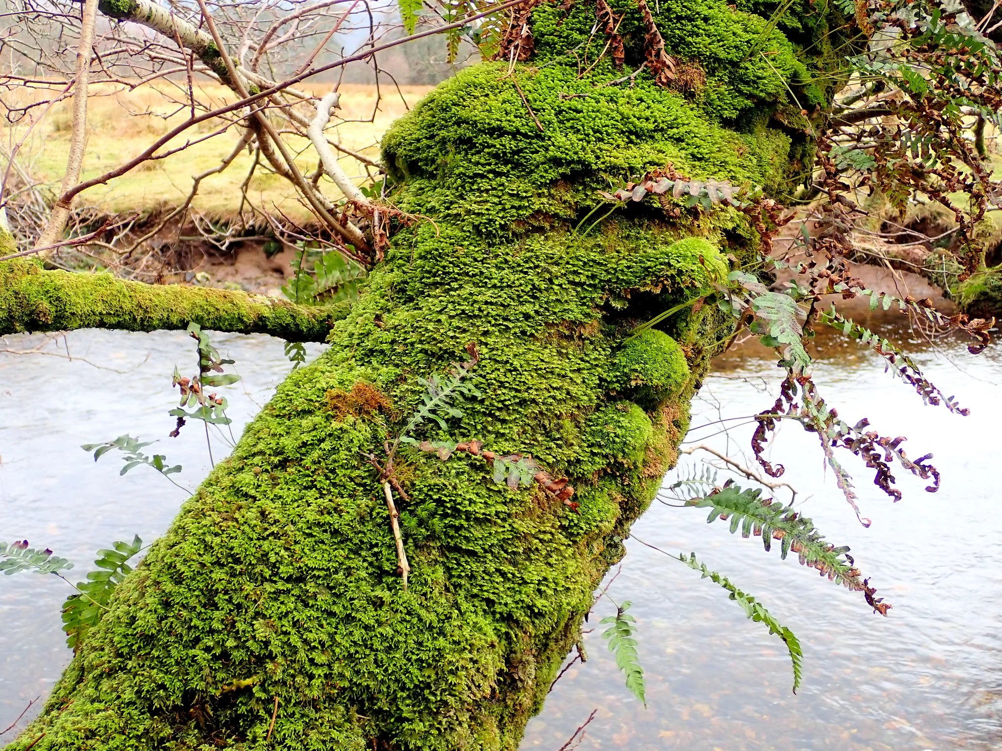 Mosses and liverworts of Scotland's rainforest — Alliance for Scotland ...