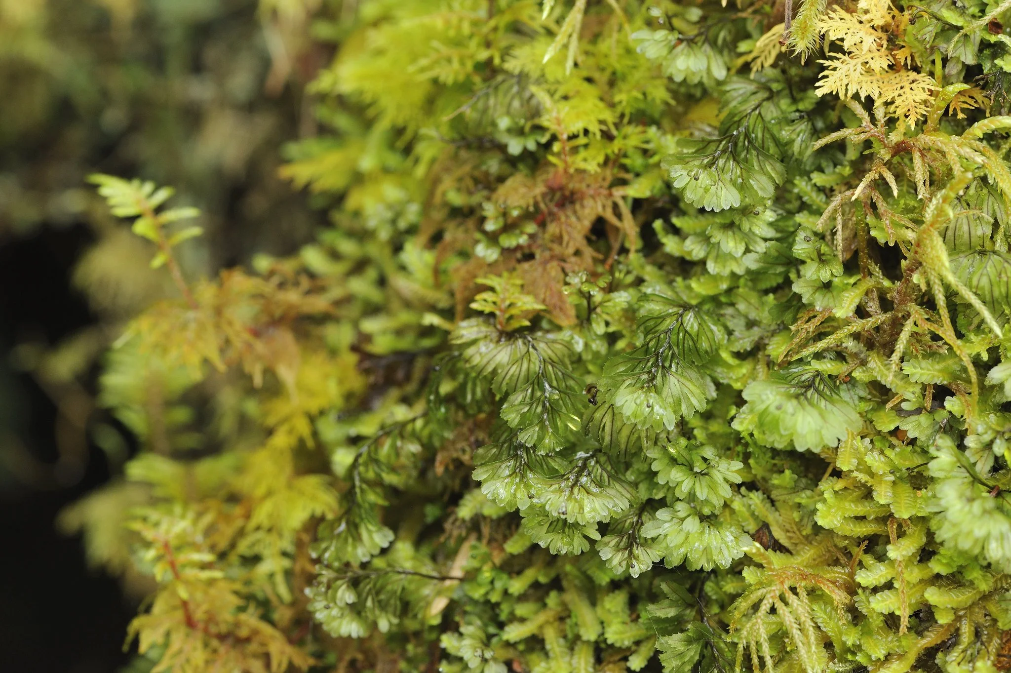 The ferns of Scotland's rainforest — Alliance for Scotland’s Rainforest