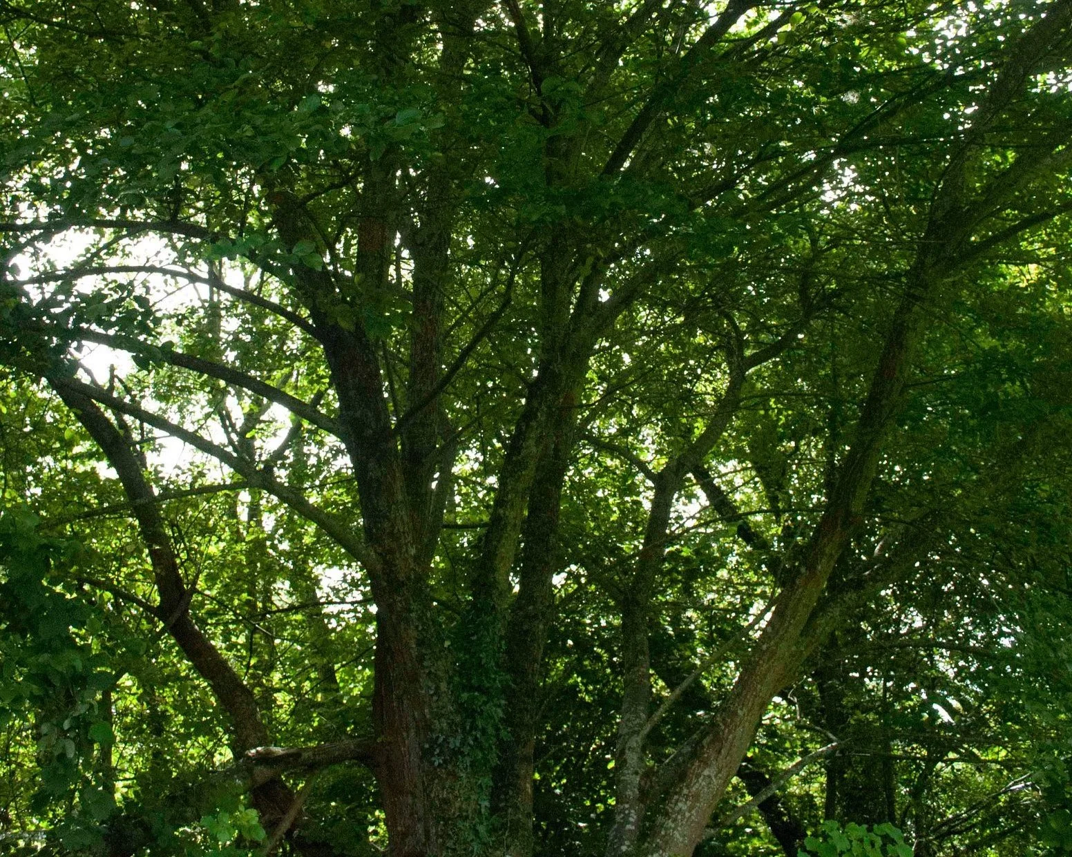 The goat willow — Alliance for Scotland’s Rainforest