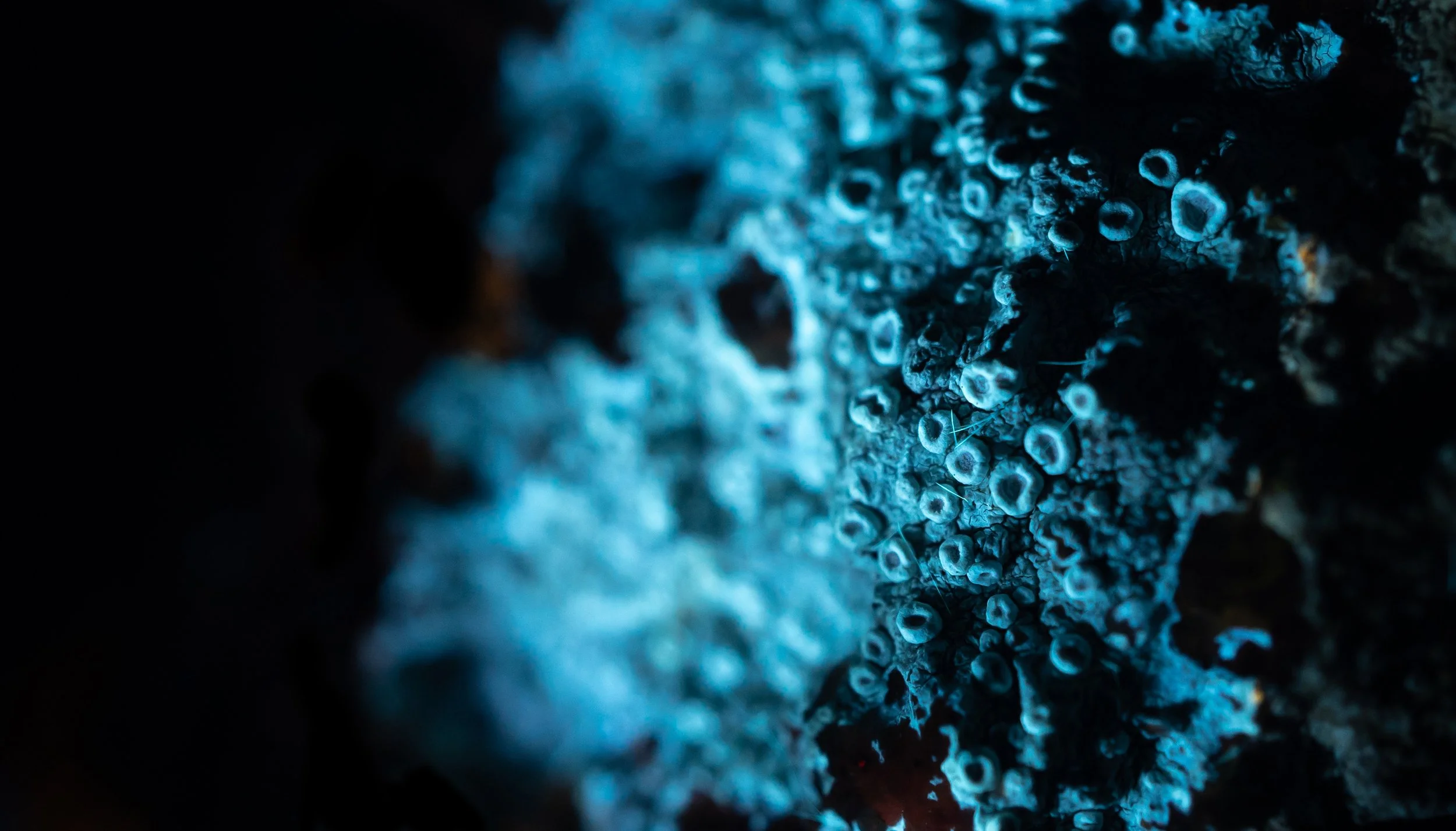 Discover the secret glow — Alliance for Scotland’s Rainforest