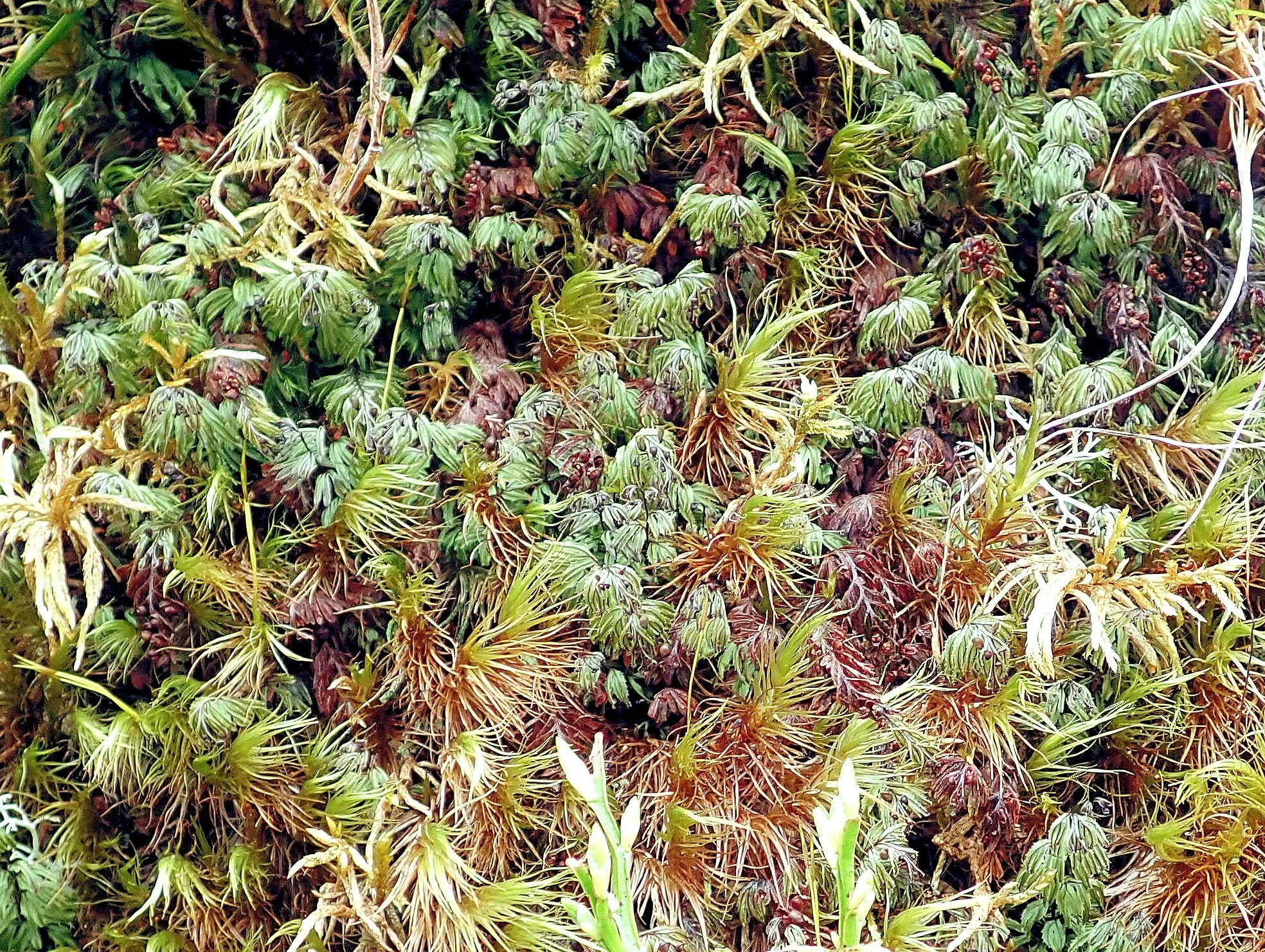 Mosses and liverworts of Scotland's rainforest — Alliance for Scotland ...
