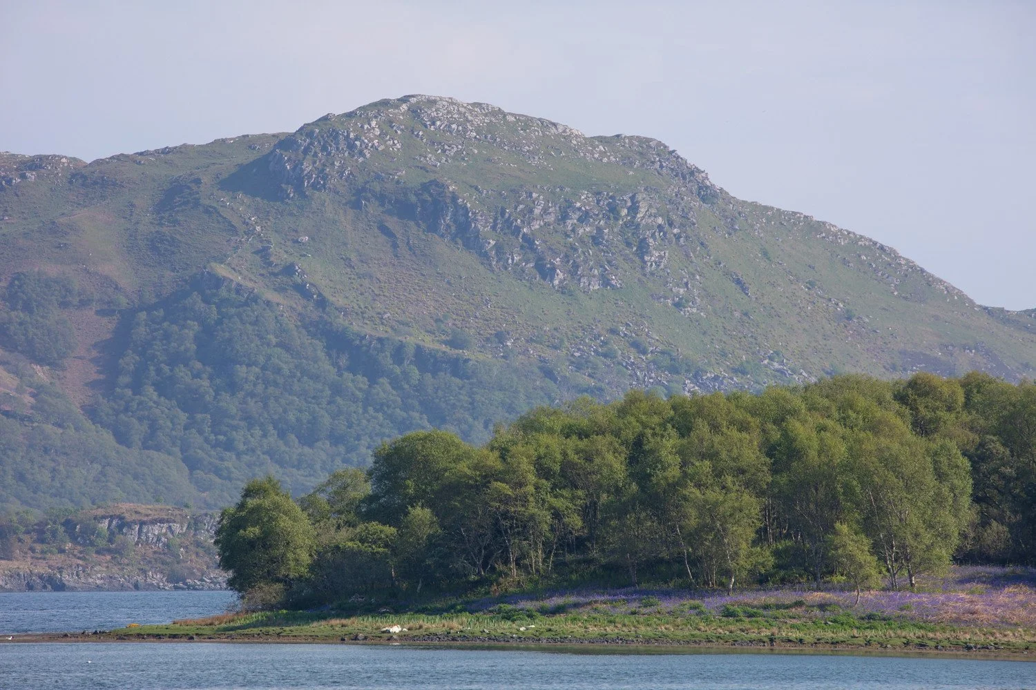 The beautiful birch tree — Alliance for Scotland’s Rainforest
